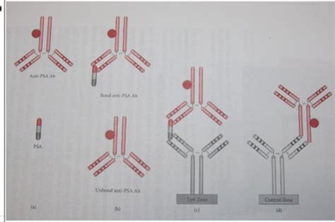 Forensic Biology Flashcards Quizlet