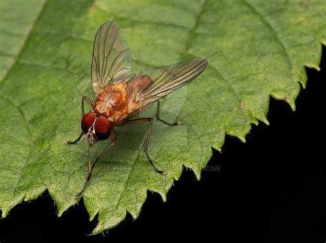 Diptera By Photocaym On Deviantart