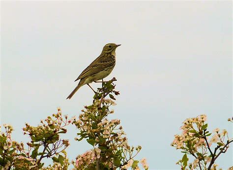 The Birds Of Kent Meadow Or Tree Pipit
