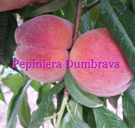 Piersic Redhaven Anul 2 Franc Pepiniera Dumbrava