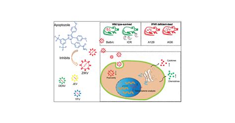Small Molecule Inhibitor Of ATPase Activity Of HSP70 As A Broad