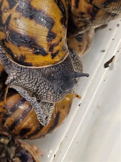 Officials Seize Invasive Live Snails At Detroit Metropolitan Airport