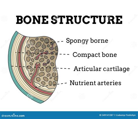 Bone Structure Biology Educational Poster Design Scheme Of Human Bone