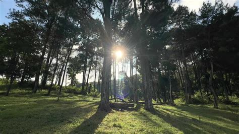 Baguio City Stock Video Footage For Free Download