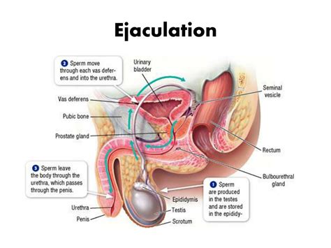 Ppt Human Reproduction Powerpoint Presentation Free Download Id