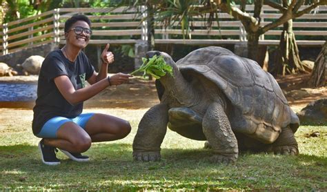 Aldabra Giant Tortoise