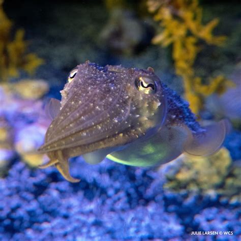 The Many Faces Of The Common Cuttlefish New York Aquarium Zoo Guide