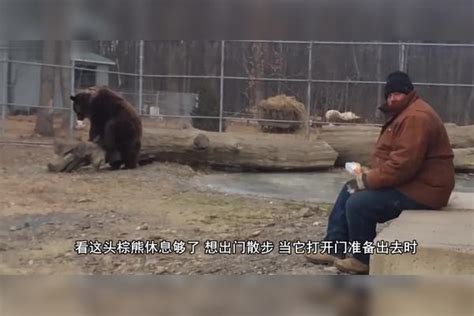 棕熊出门散步却发现俄罗斯大叔躺在门口棕熊敢和我碰瓷 棕熊 大叔 俄罗斯