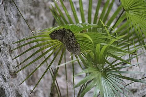 野生蜜蜂窝