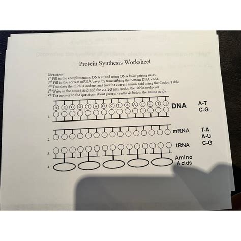 Solved Protein Synthesis Worksheetdirections St Fill In Chegg