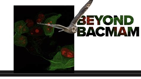 Montana Molecular Llc On Linkedin Beyond Bacmam