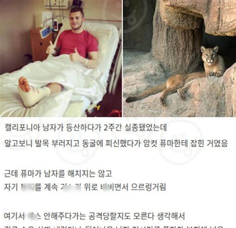 퓨마한테 강ㄱ 당한 남자 ㄷㄷ Sihook