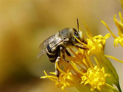 Native Bees Of California Hotsell Farmhouse Furniture Co Uk