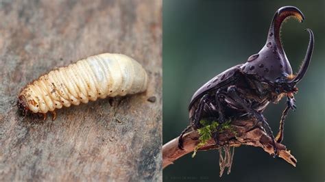 How Did Metamorphosis Evolve Live Science