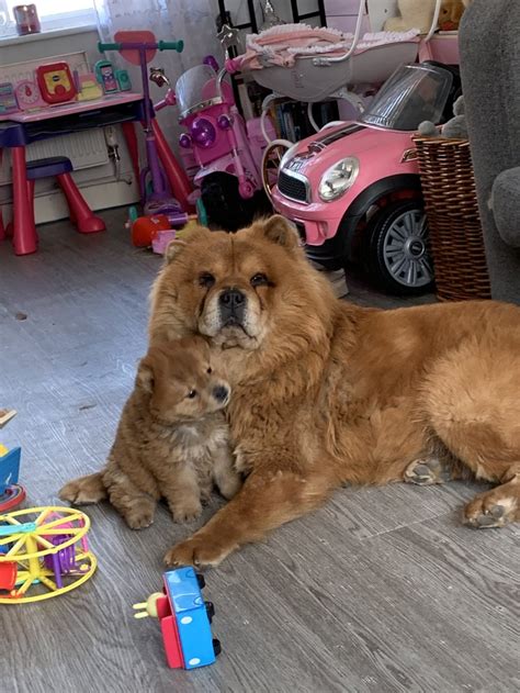 1 Girl Chow For Sale Cheshire Forever Puppy