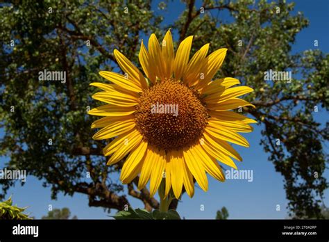 Flor De Maiz Flores De Maiz Hi Res Stock Photography And Images Alamy