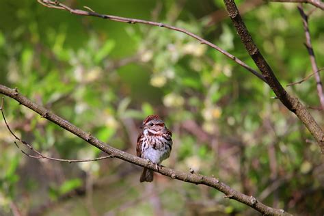 Song Sparrow Photograph By Scott Burd Fine Art America