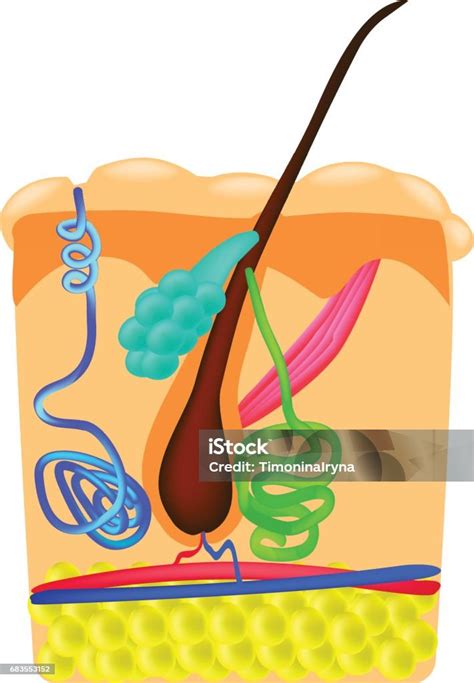 머리의 구조입니다 피지 선입니다 땀 샘입니다 인포 그래픽입니다 격리 된 배경에서 벡터 일러스트 레이 션 과학에 대한 스톡 벡터 아트 및 기타 이미지 Istock
