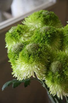 花, 菊, フラワー