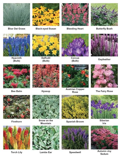 Deer Resistant Landscaping