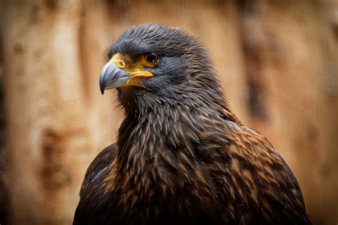 10 Types Of Birds Of Prey In 2022 Info Pictures And Facts Optics Mag