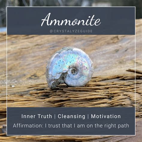Ammonite Meaning Properties Chakras And More Crystalyze