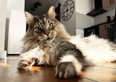 Venta De Gatos Maine Coon Cachorros Disponibles Corralet