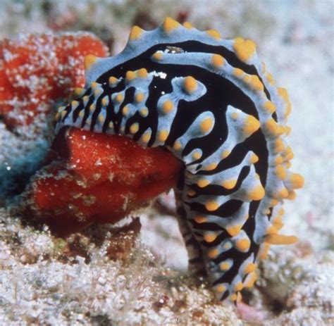 Biologie Die Schnecke Die Sich In Eine Pflanze Verwandelt Welt