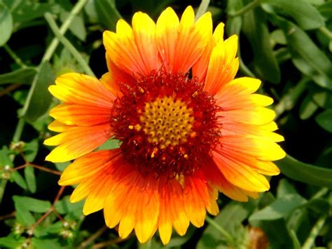 テンニンギク 天人菊 かぎけんWEB