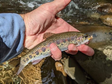 Fly Fishing Bradley Fork Save Quit Fish