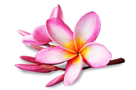 흰색 배경에 고립 된 복사 공간이있는 분홍색 Frangipani 꽃 0명에 대한 스톡 사진 및 기타 이미지 0명 3가지