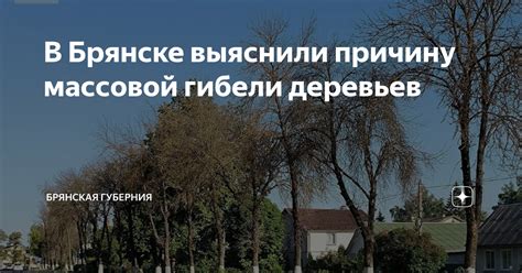 В Брянске выяснили причину массовой гибели деревьев Брянская губерния Дзен