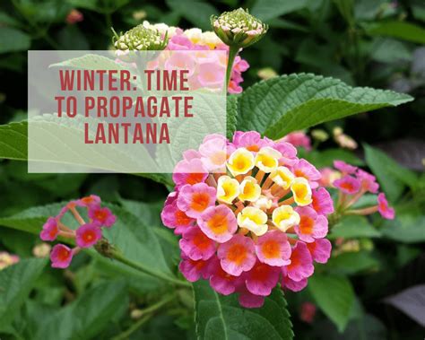Lantana Propagation Guide Easy Steps For Gardeners
