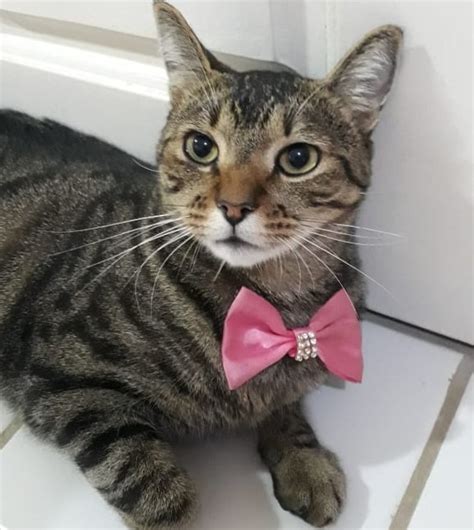 Donos procuram por gato desaparecido em Camaquã
