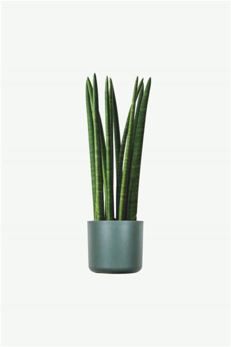 Euphorbia Ingens Sna Tech Solution