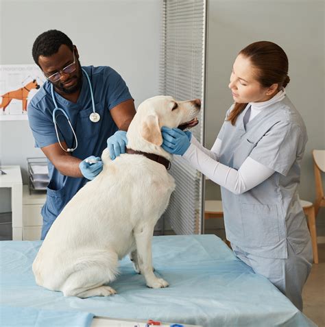 Veterinary Assistant Ct State