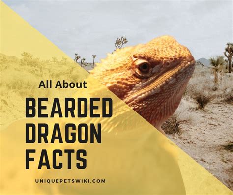 The Bearded Dragon Facts Things You Do Not Know