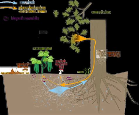 Mycorrhiza Definition Types Examples Importance Biology Notes Online