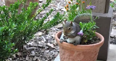 Las Mejores Maneras De Mantener A Las Ardillas Fuera De Tus Plantas En