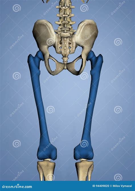 Femur 3d Model Stock Illustration Illustration Of Science 94409820