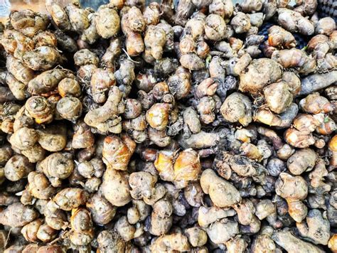 Aromatic Fresh Ginger Harvest Stock Image Image Of Ginger Texture