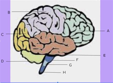 Intro To Neuroscience And Behavior Exam 1 Review Flashcards Quizlet