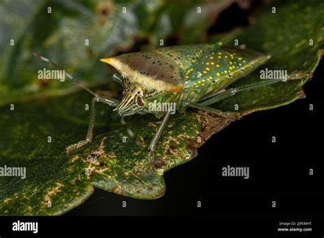 Adult White Spotted Arvelius Stink Bug Of The Species Arvelius