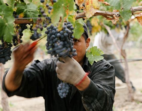 The Harvest A Year In The Vineyard Articles GuildSomm
