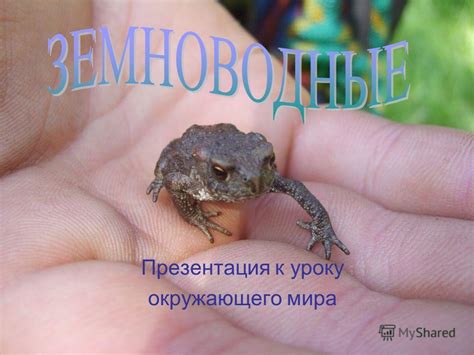 Презентация на тему Презентация к уроку окружающего мира Тема урока