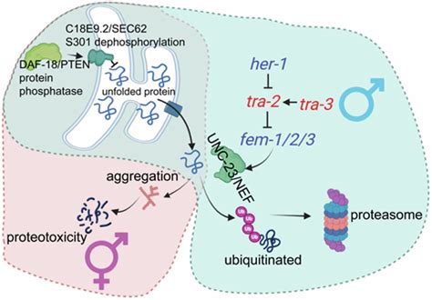 Male Sex Determination Maintains Proteostasis And Extends Lifespan Of Daf 18 Pten Deficient C