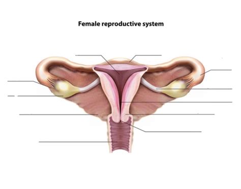 Egg Producing Reproductive Anatomy Quiz