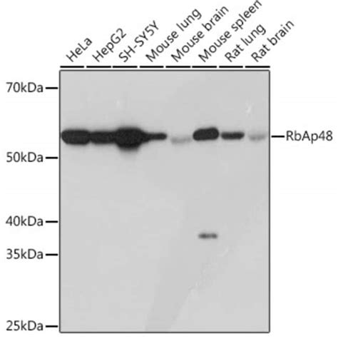 Rbap48 Recombinant Rabbit Monoclonal Antibody Arc0813 Invitrogen 100