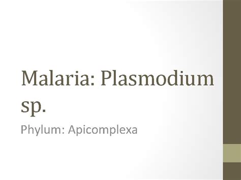 Malaria Plasmodium Sp Phylum Apicomplexa Genus Plasmodium Species