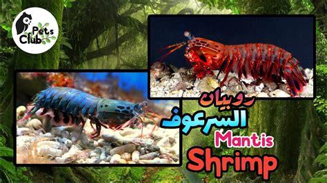 كل المعلومات عن الجمبرى السرعوف الطاووس صاحب أقوى لكمة قاتلة Youtube